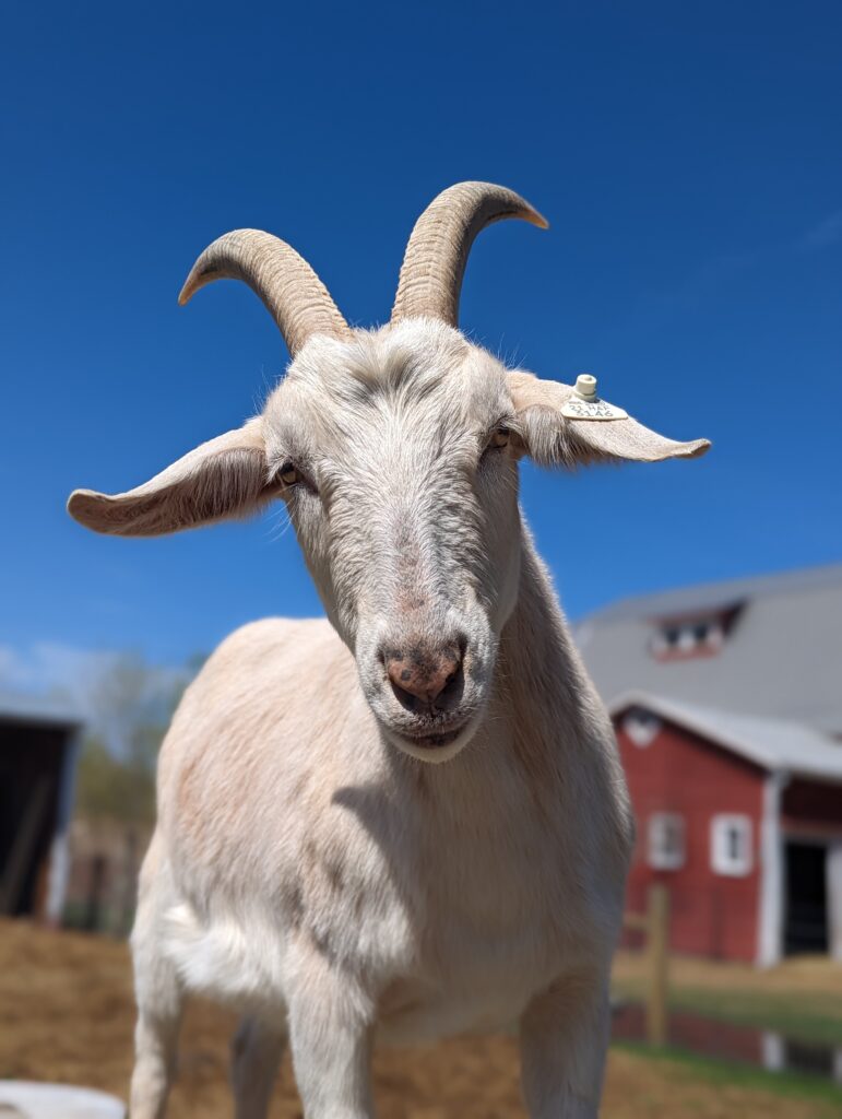 Launch Sample - City Goat Farm