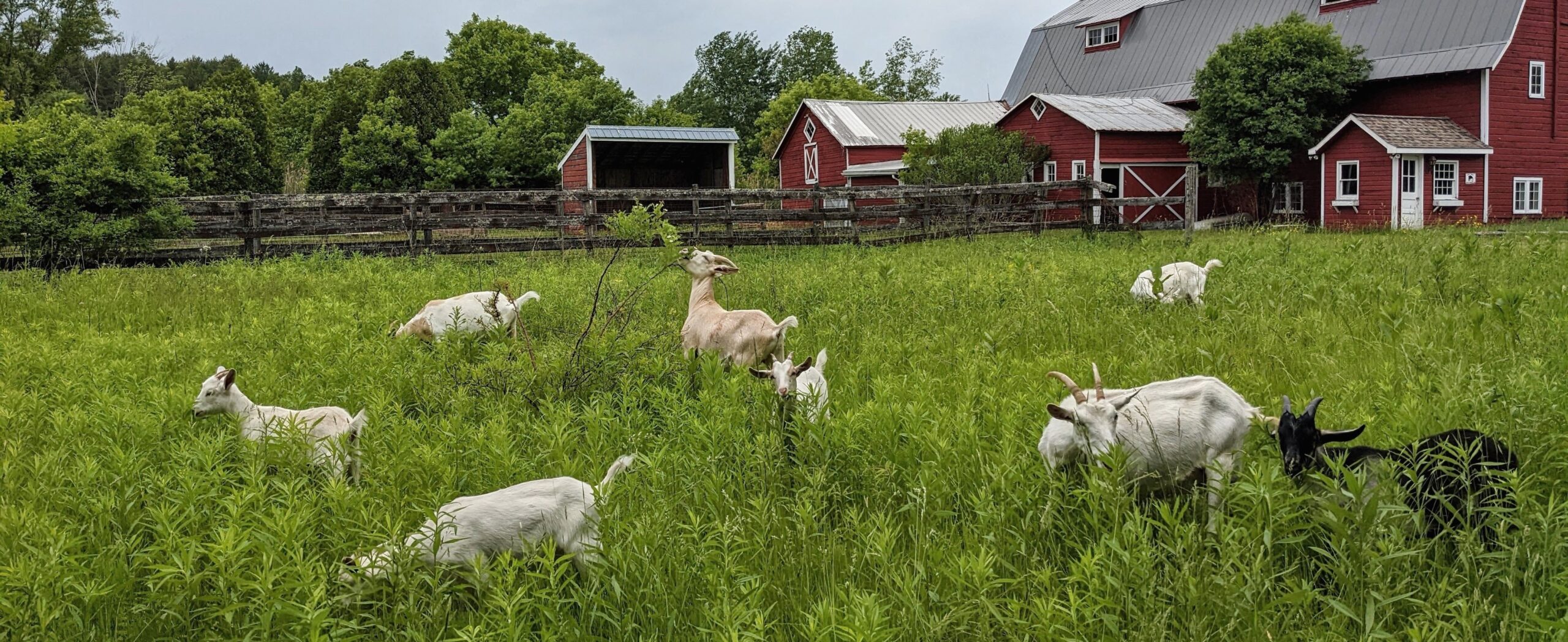 About – City Goat Farm