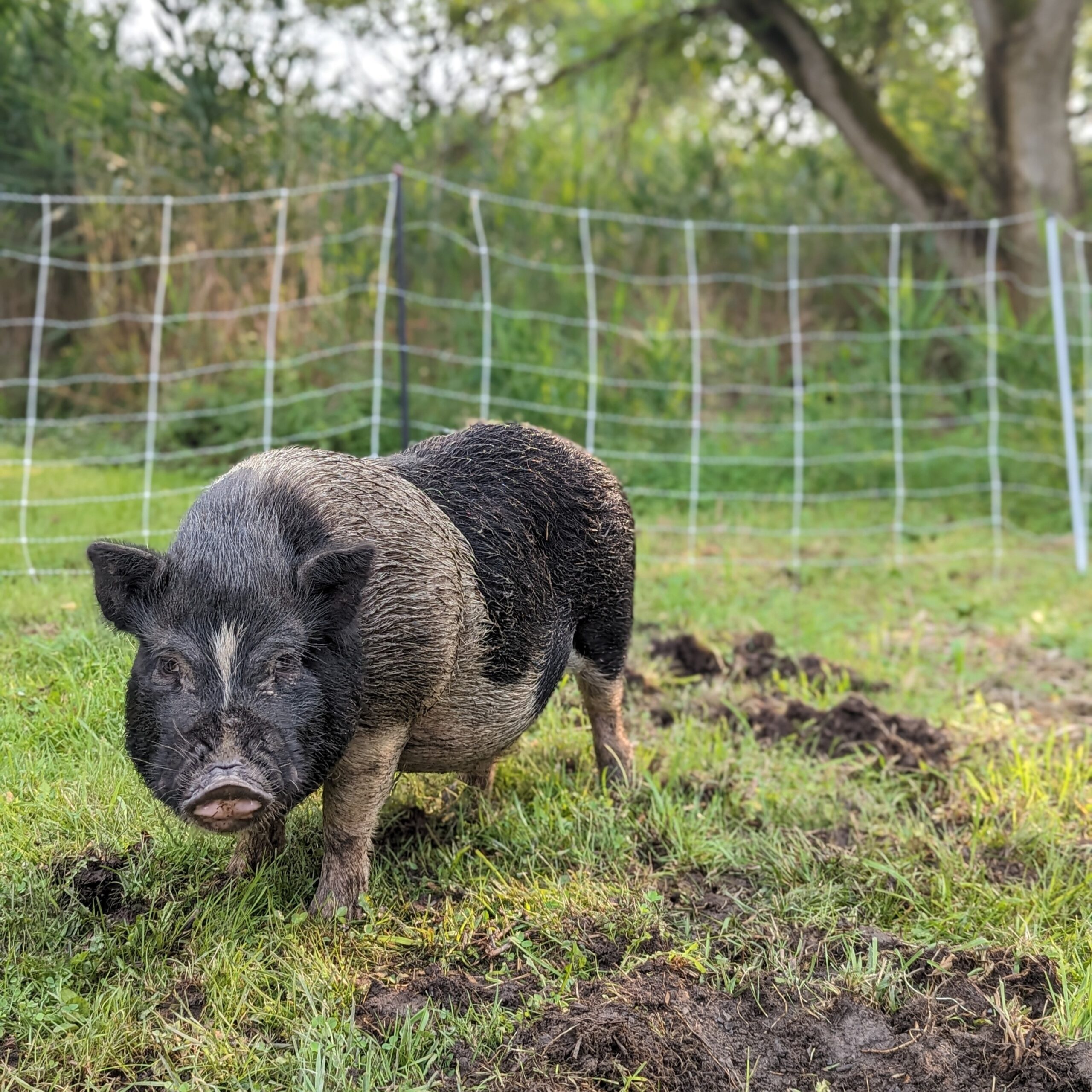 Meet the Pigs - City Goat Farm